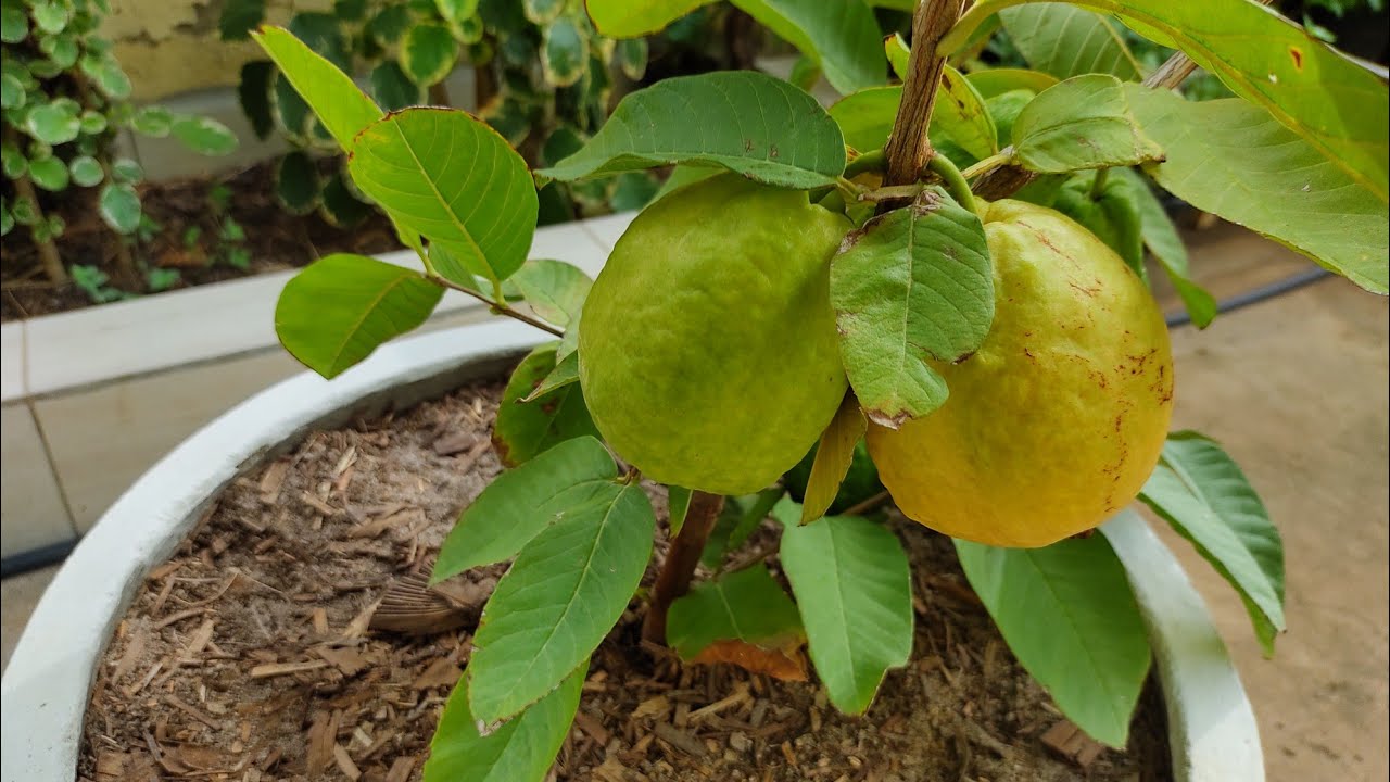 Goiaba produzindo em vaso e dicas de como cuidar - YouTube
