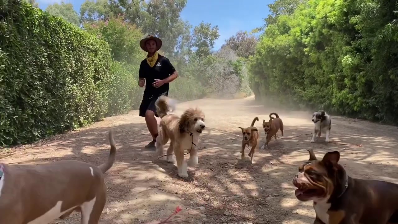 Monday fun-day with Grant Noble and The Noble Dogs - YouTube