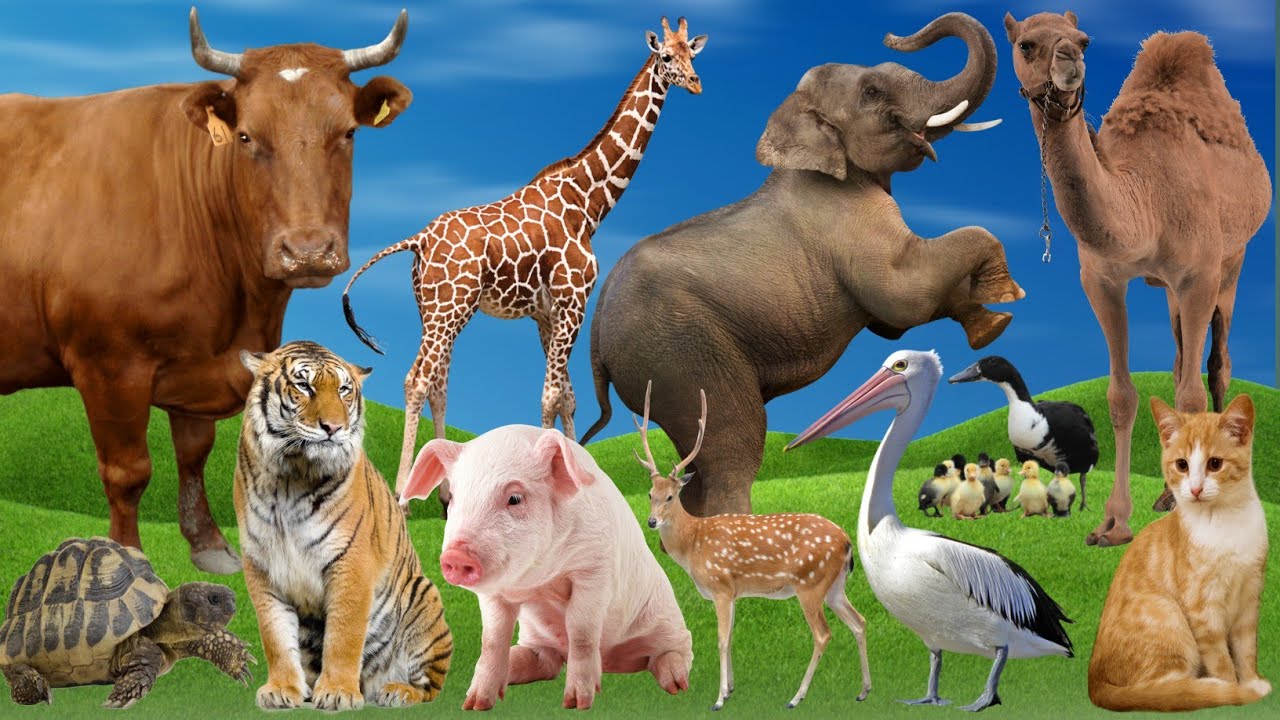 cute little farm animal sounds - cow, chicken, goose, sheep, duckling ...