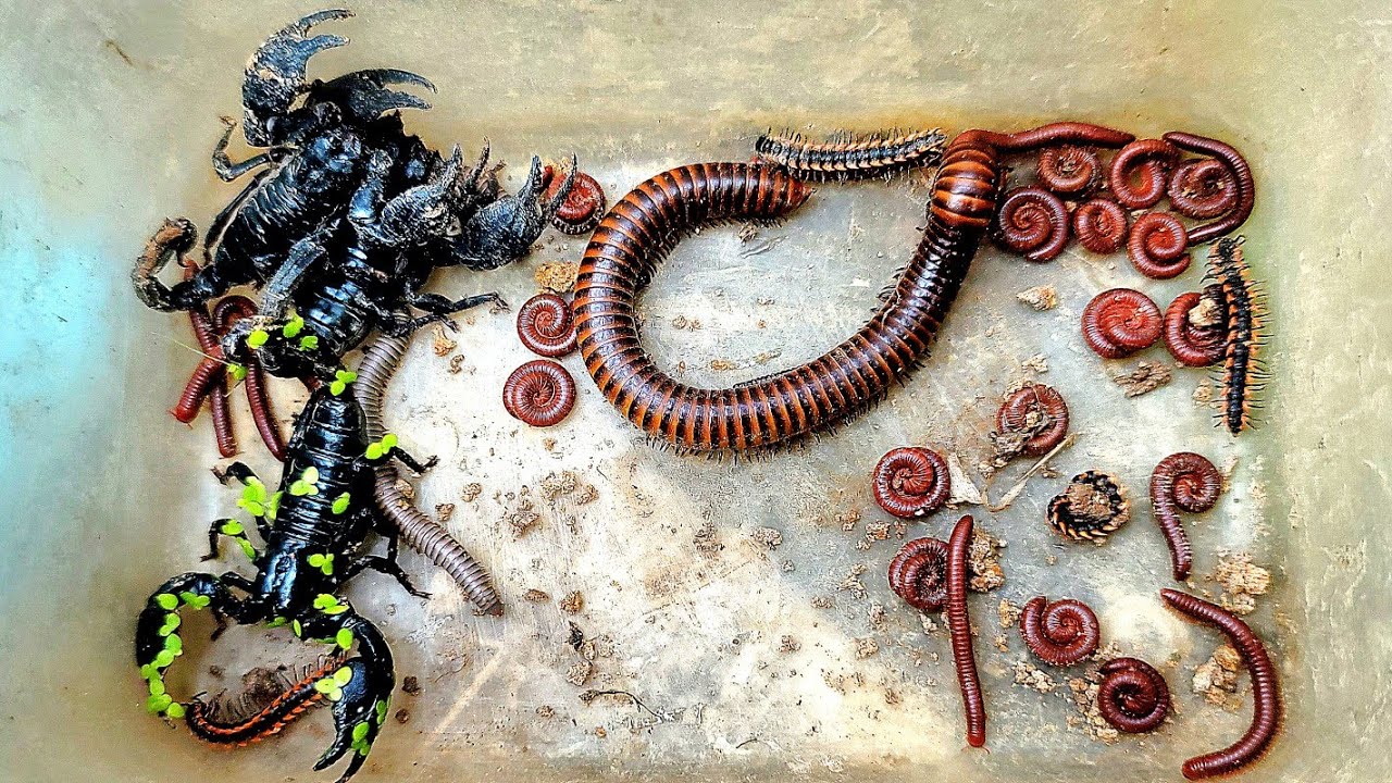 Best Millipede Discovering And Many Exotic Animals In deadly Place ...