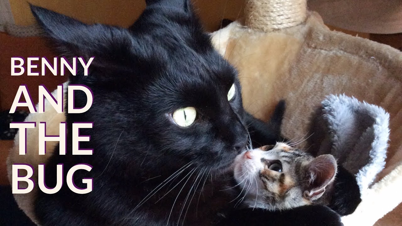 CUTE CATS VIDEO 22 - BENNY AND THE LITTLE BUG - YouTube