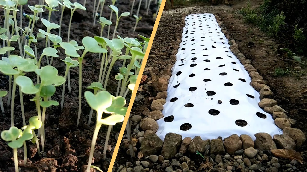 GARDEN PLOT WITH TARP MULCH - YouTube