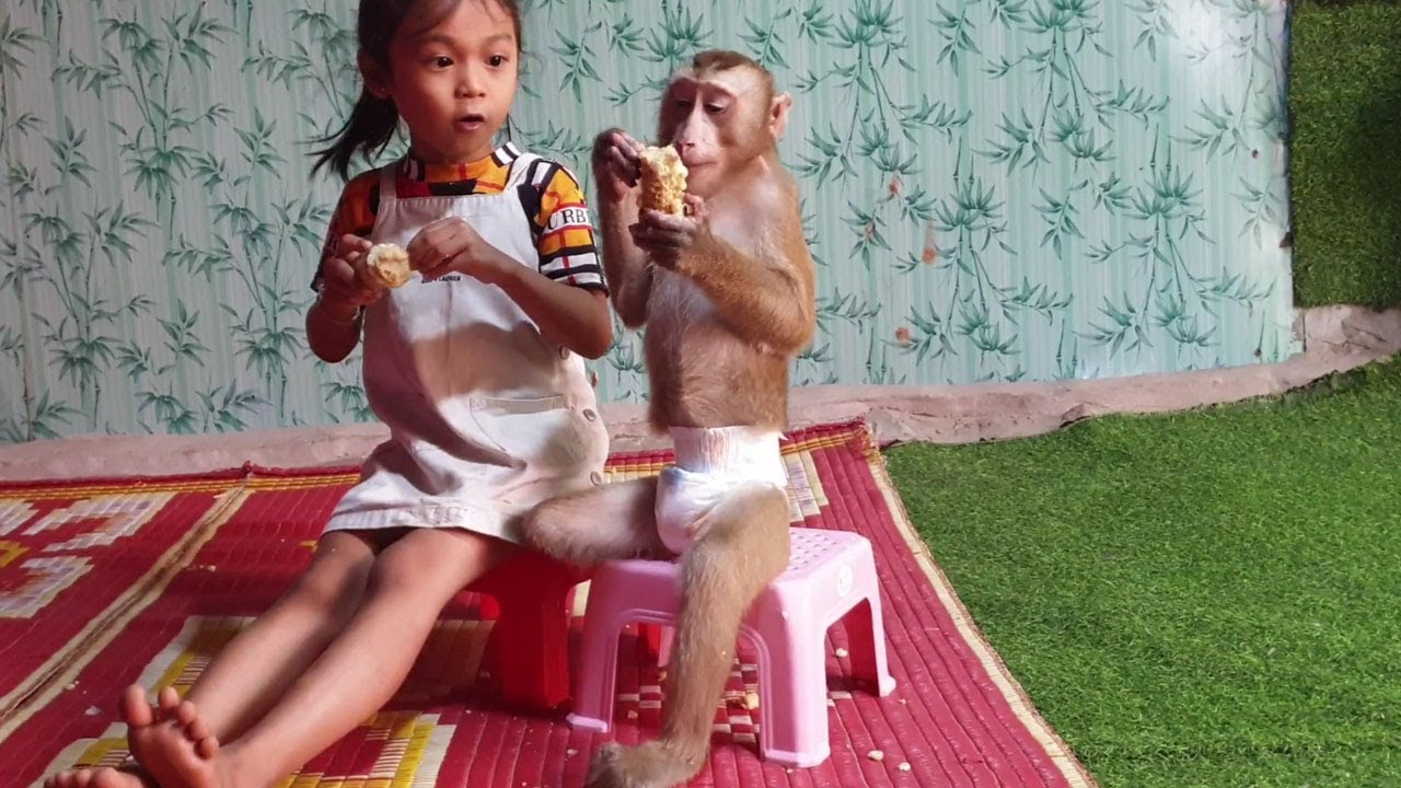 Great Mr. Koko enjoying eat corn with cute sister Sreye /Koko&Yoko official - YouTube