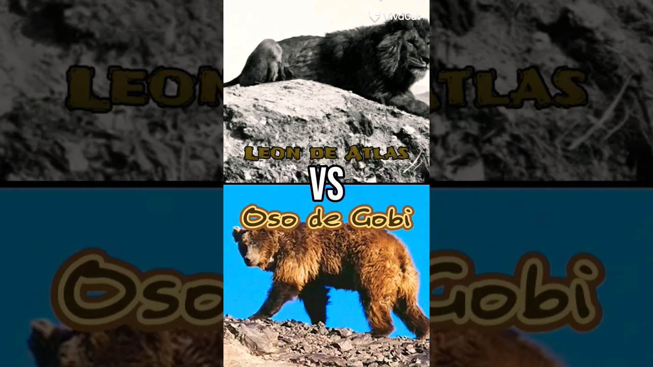 Leon de Atlas vs Oso de Gobi. - YouTube
