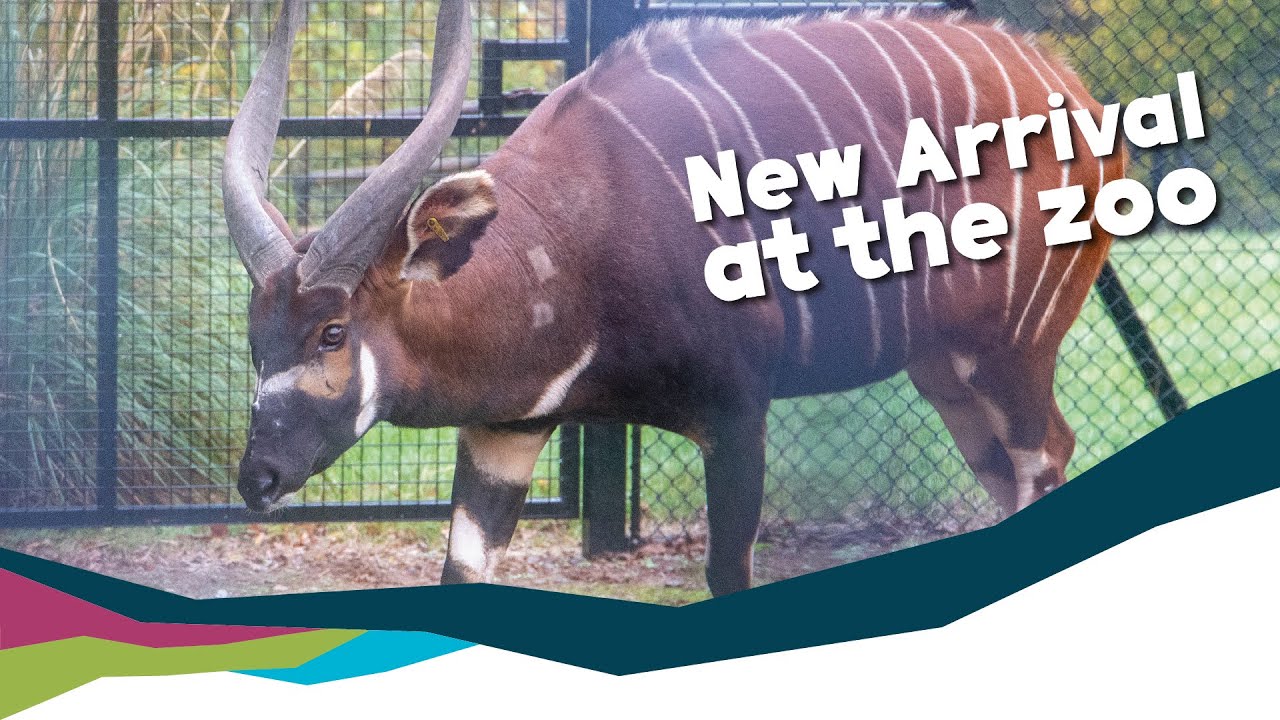 Eastern Bongo Arrives at Paignton Zoo! - YouTube