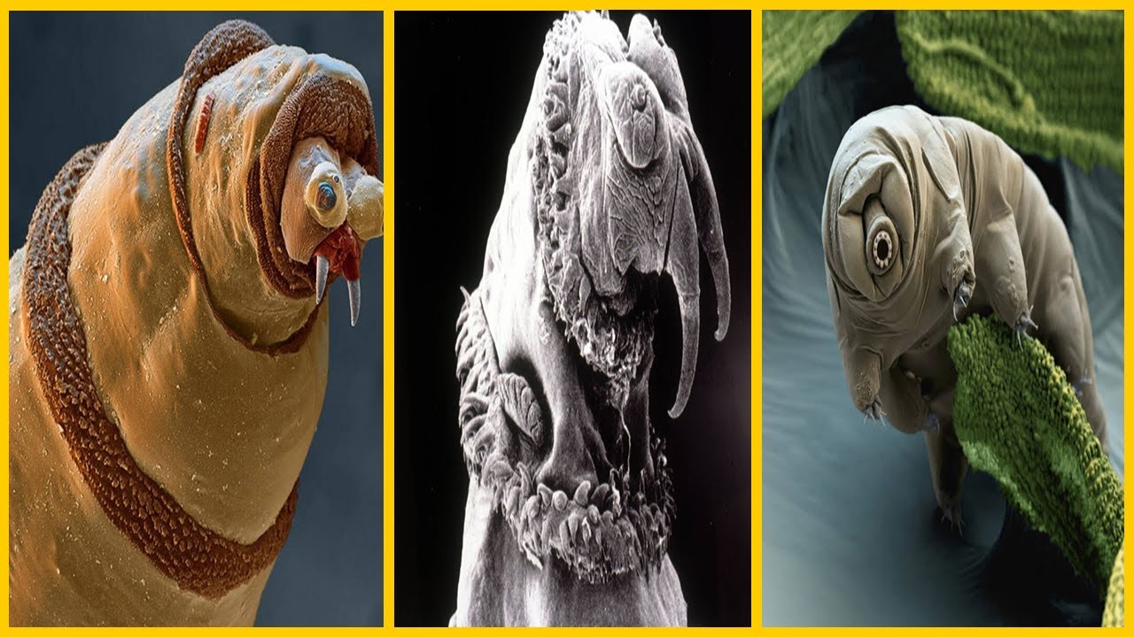 30 Mind-Blowing Pictures Of Ordinary Creatures Under An Electron ...