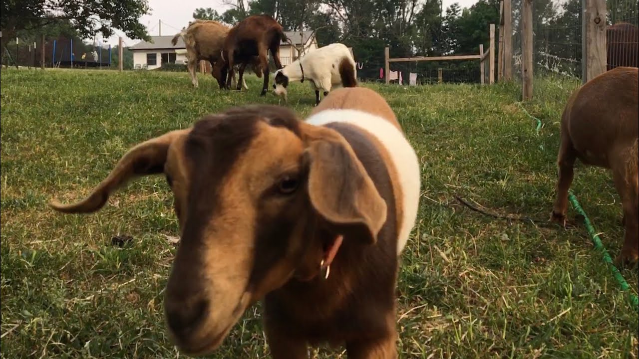 Matthew 13: Garden, Farm Animals, and Fruit Trees - YouTube
