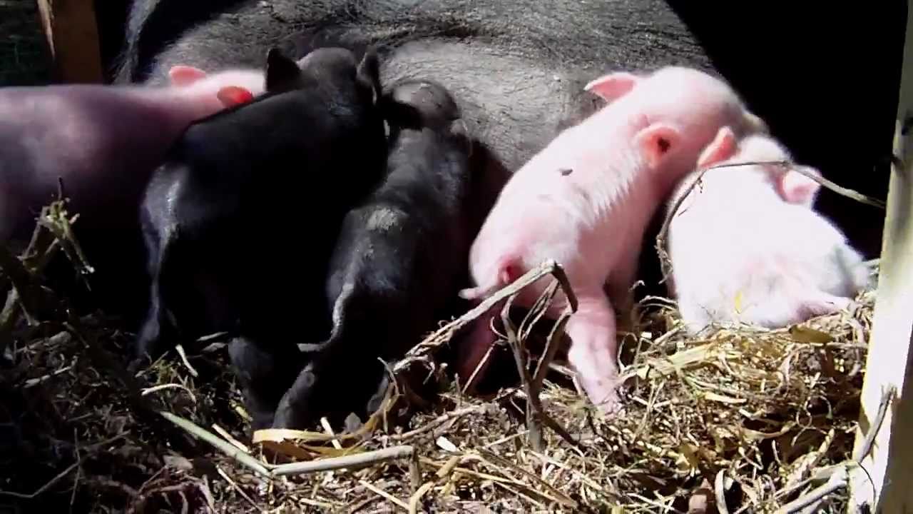 5 Minischwein Babys Micro Pig piglets Ferkel - YouTube