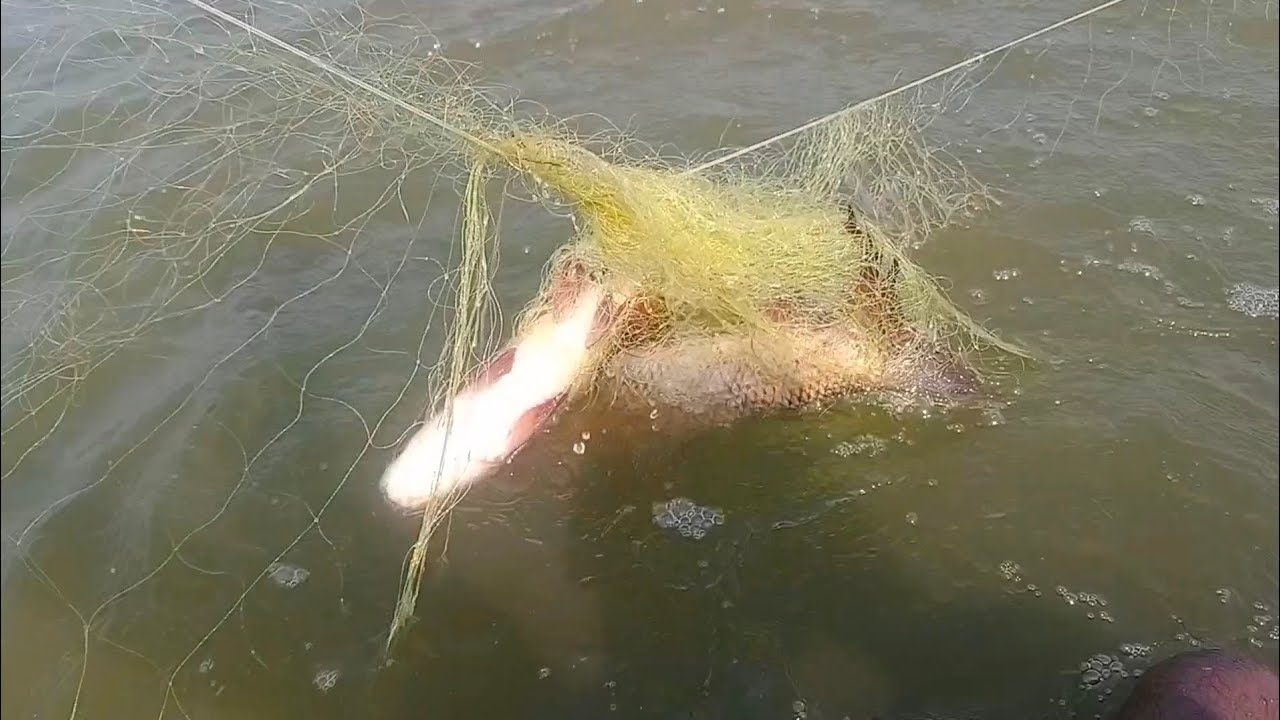 fish caught in nets🐟🐟🐟 - YouTube