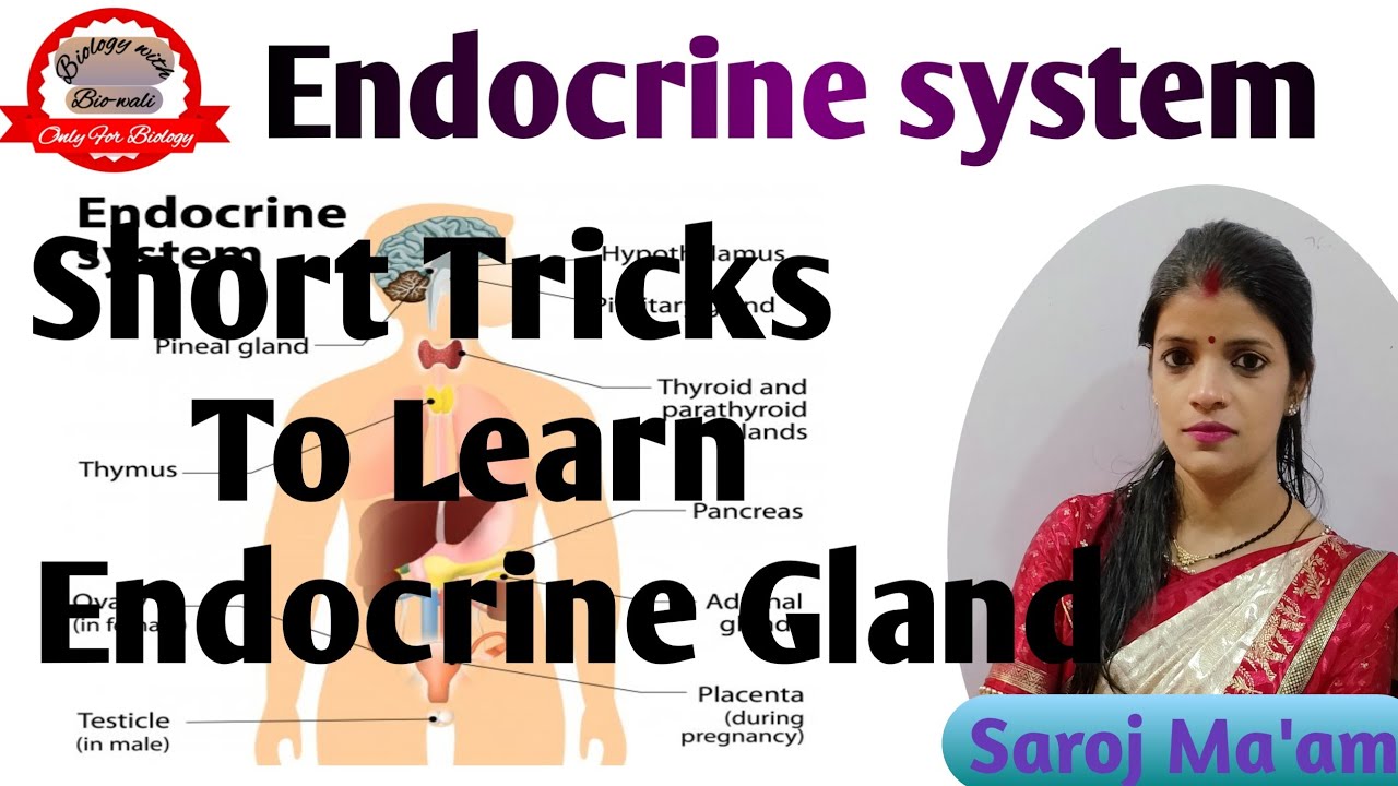 Endocrine Glands याद रखने का सही तरीका Tricks to Learn Gland Endocrine ...