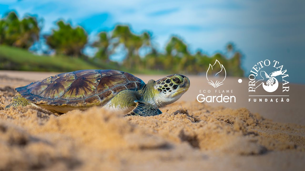 EPISÓDIO 1 - O que é o Projeto Tamar - YouTube