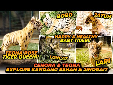 PERTAMA KALI CENORA TEONA BERPETUALANG KE KANDANGNYA ESHAN DAN JINORA ! KELAKUANNYA GEMESIN BANGET !