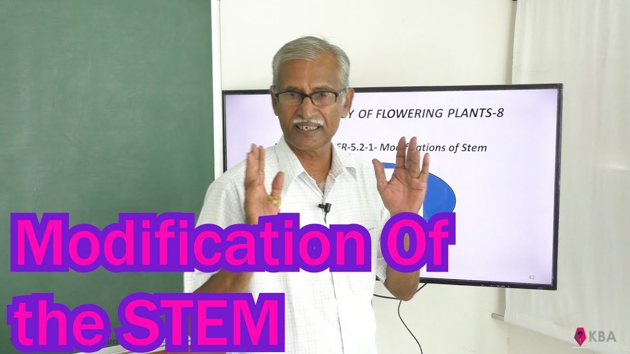 Morphology Flowering Plants (NCERT) Solutions Modification of the Stem ...