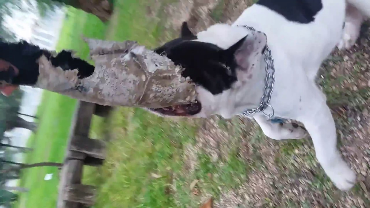 Bulldog Francese. Attack - YouTube