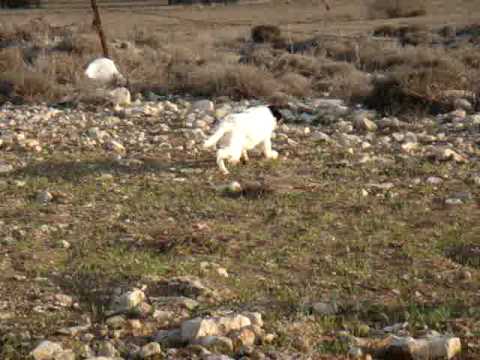 english setter, εκπαιδευτικό σε περδικα.MPG - YouTube