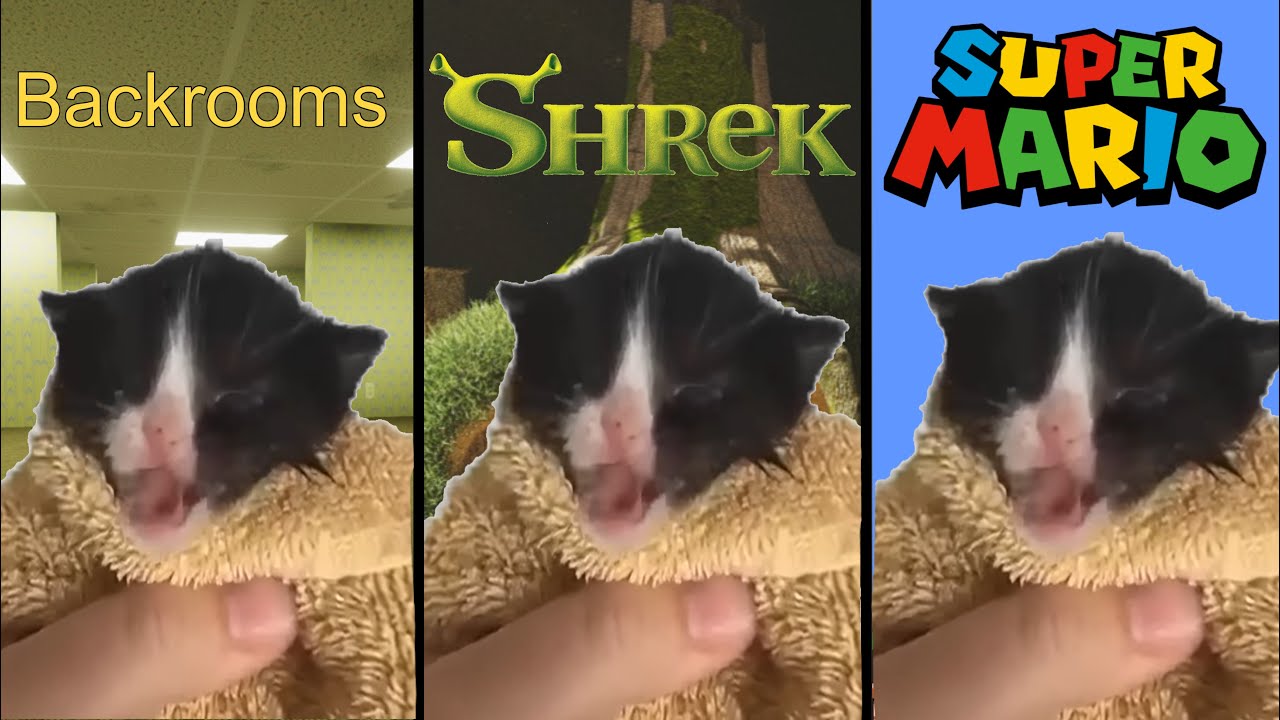 Kitten,Happy Happy cat meowing but famous places - YouTube