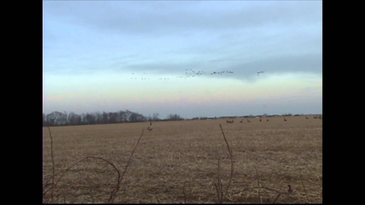 Goose Flag Waterfowl Hunt - Last Day Teaser - Feet Down Designs - YouTube