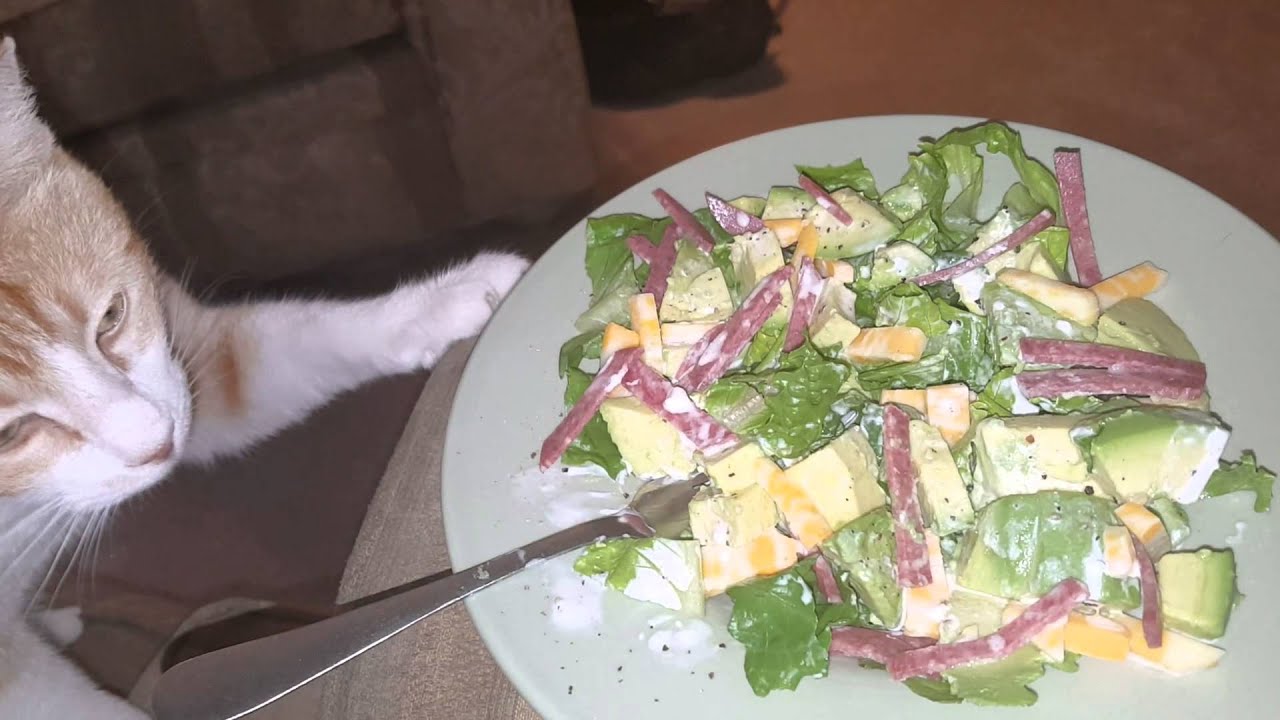Cat taking food - YouTube