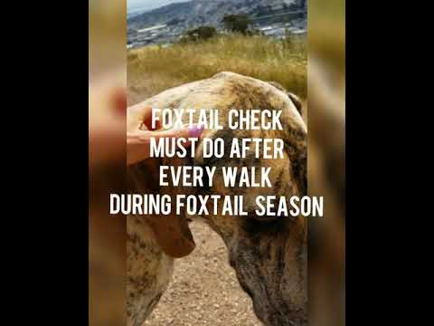 Foxtail Abscess in Dogs: A Guide to Urgent Treatment & Care - Dogsguide ...