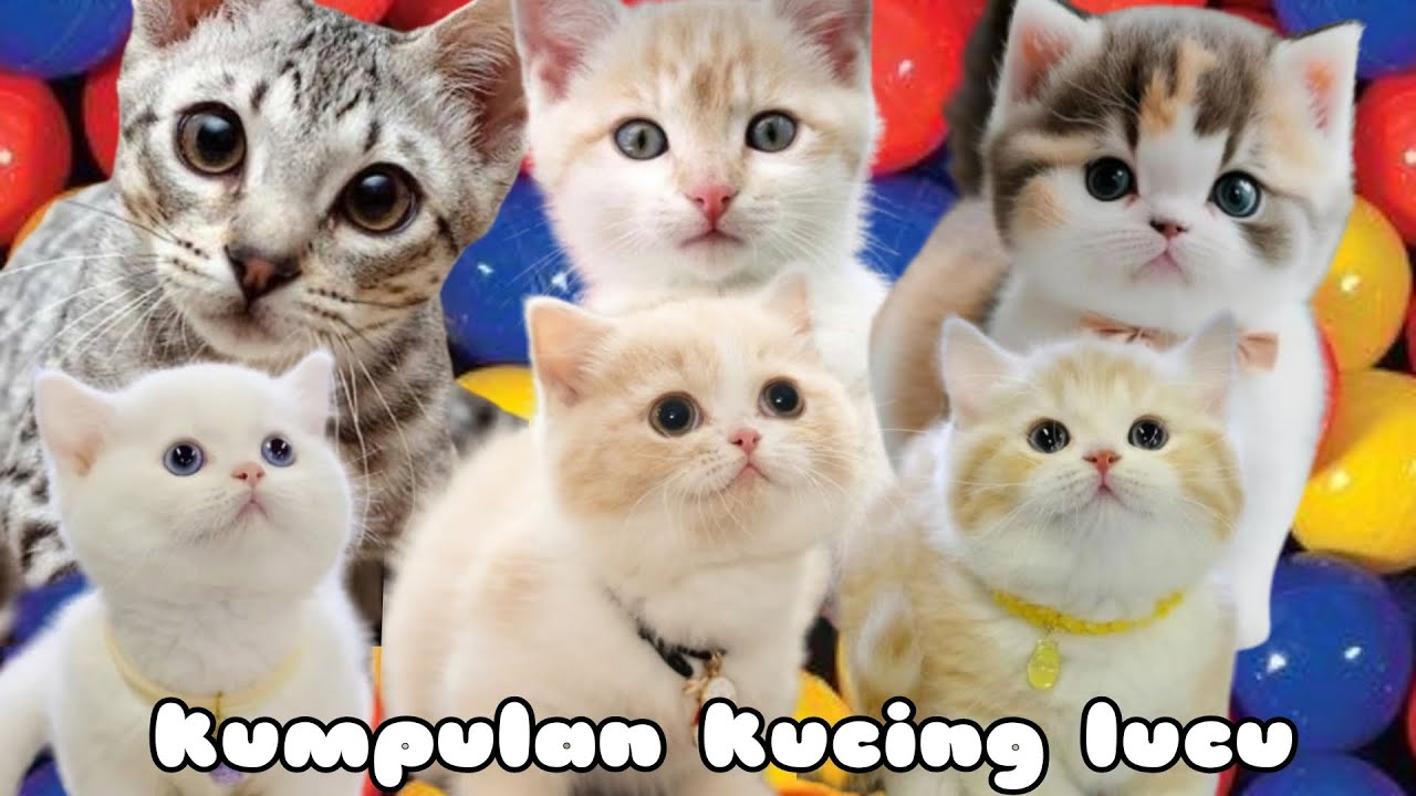 KUCING MEONG MEONG ‼️ KUMPULAN KUCING LUCU CANTIK 😻 LAGU KUCING MEONG ...