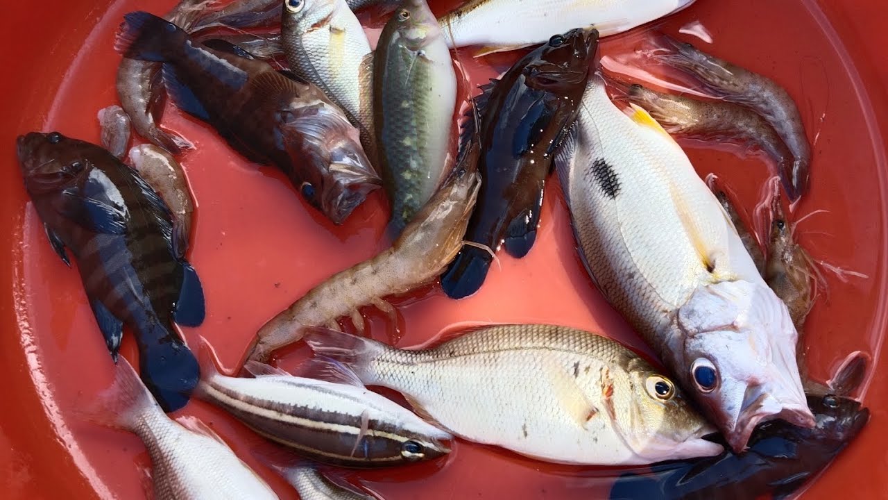 Ibat ibang klasing isda nahuli namin Kahit kunti lang makaka ulam din ...