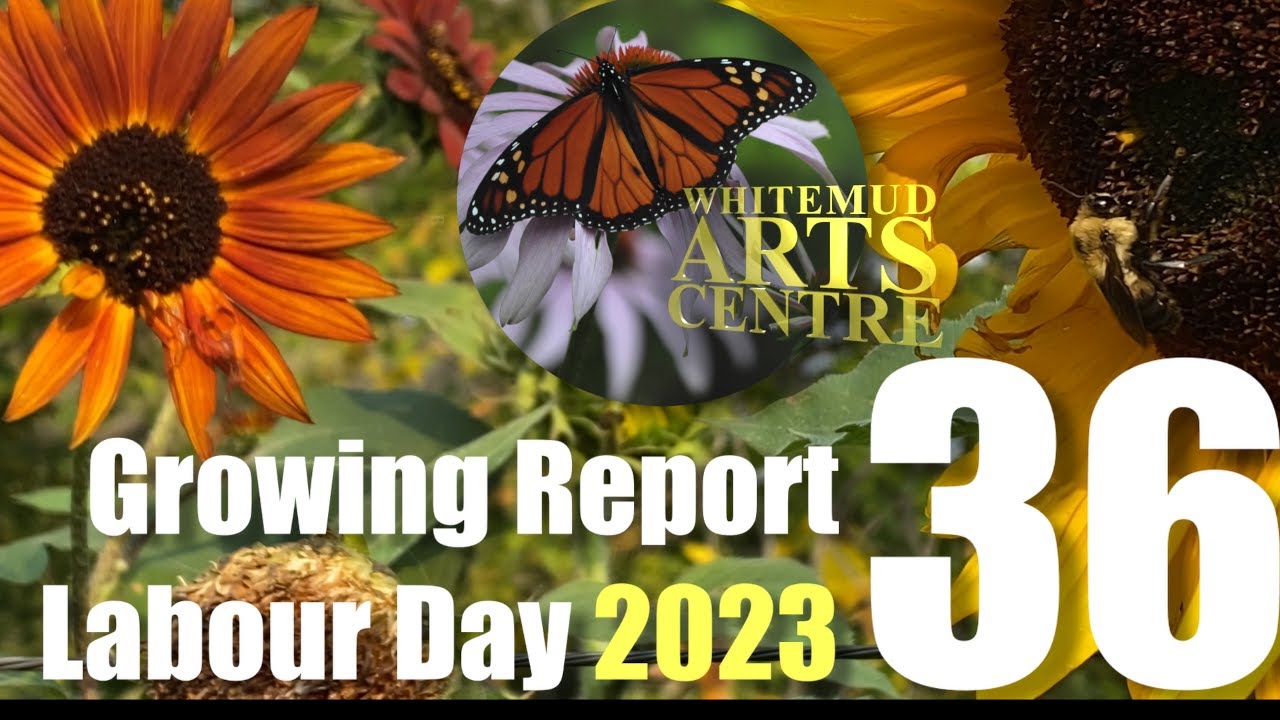 WAC Growing Report 2023 36 Labour Day - YouTube