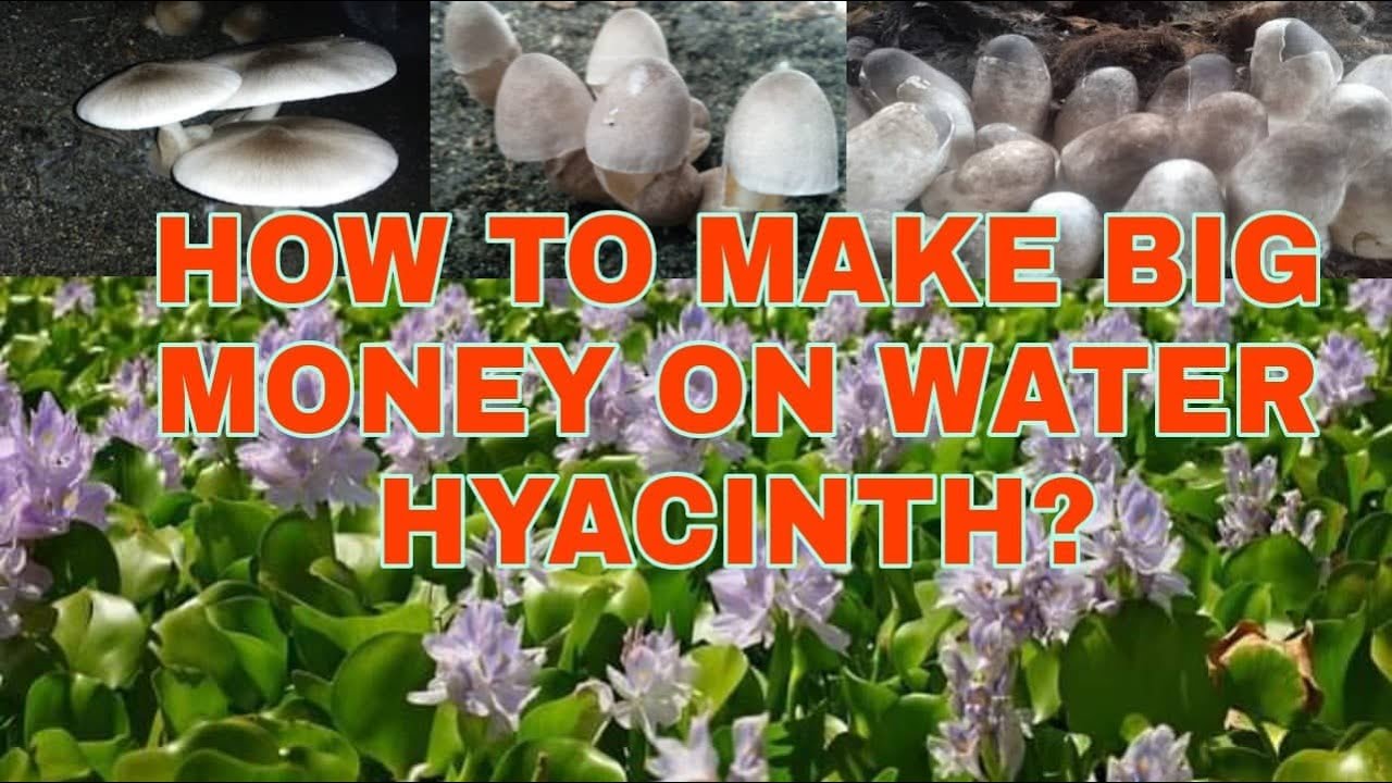HOW TO MAKE MONEY ON WATER HYACINTH - YouTube