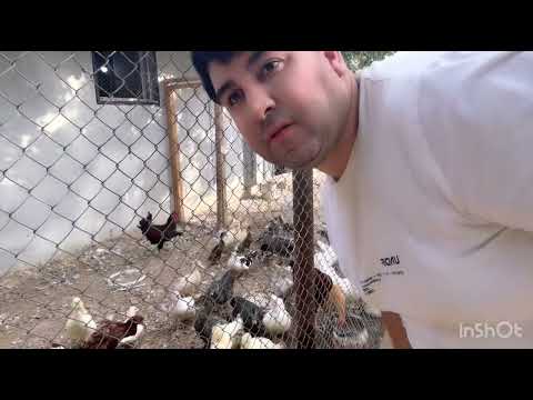 Heyetimden maraqli goruntuler abone olunki daha cox olsun toyuqlarim ordeklerim hinduskalarima baxin