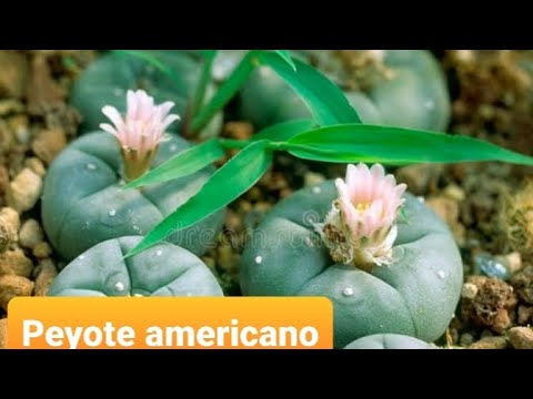 Peyote, el cactus alucinógeno americano | Peyote, the American ...