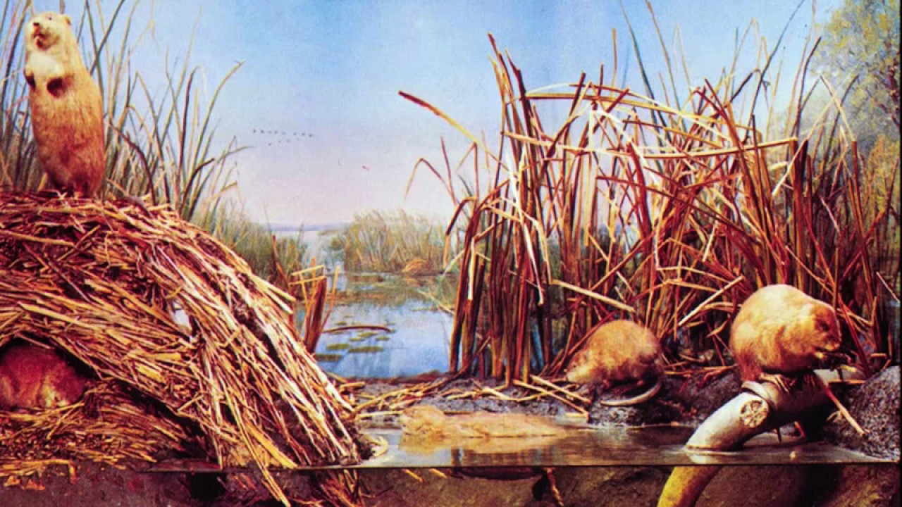 Moving Minnesota: Re-inventing the Bell Museum Dioramas by Don Luce ...