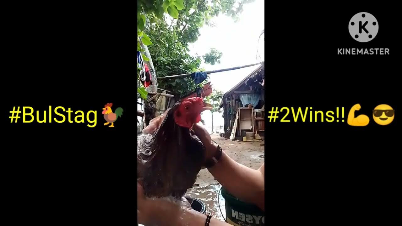 #Buhay Manok🐓#Bacterial Flushing/by:Adgie Unay TV - YouTube
