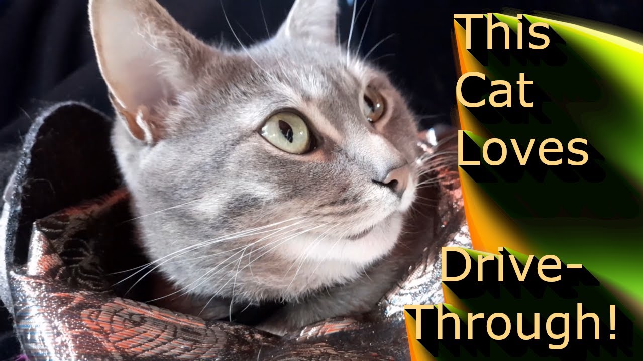 This Cat Loves Drive Through! - YouTube