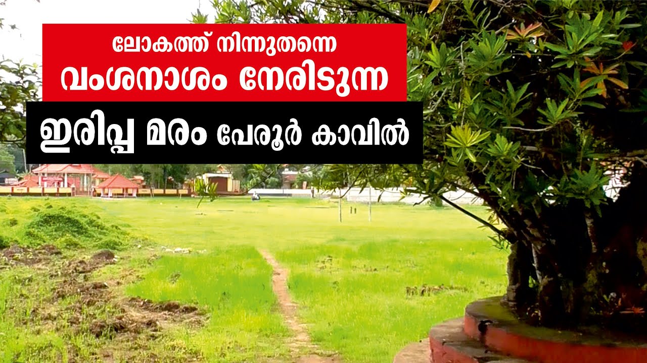 ലോകത്ത് നിന്നുതന്നെ വംശനാശം നേരിടുന്ന ഇരിപ്പ മരം പേരൂര്‍ കാവില് ...