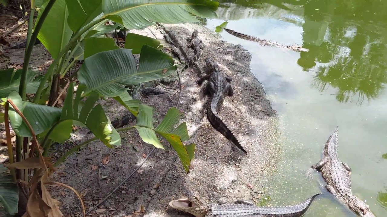 American Alligator Juveniles Under Banana Tree & in Pond at The Crab ...
