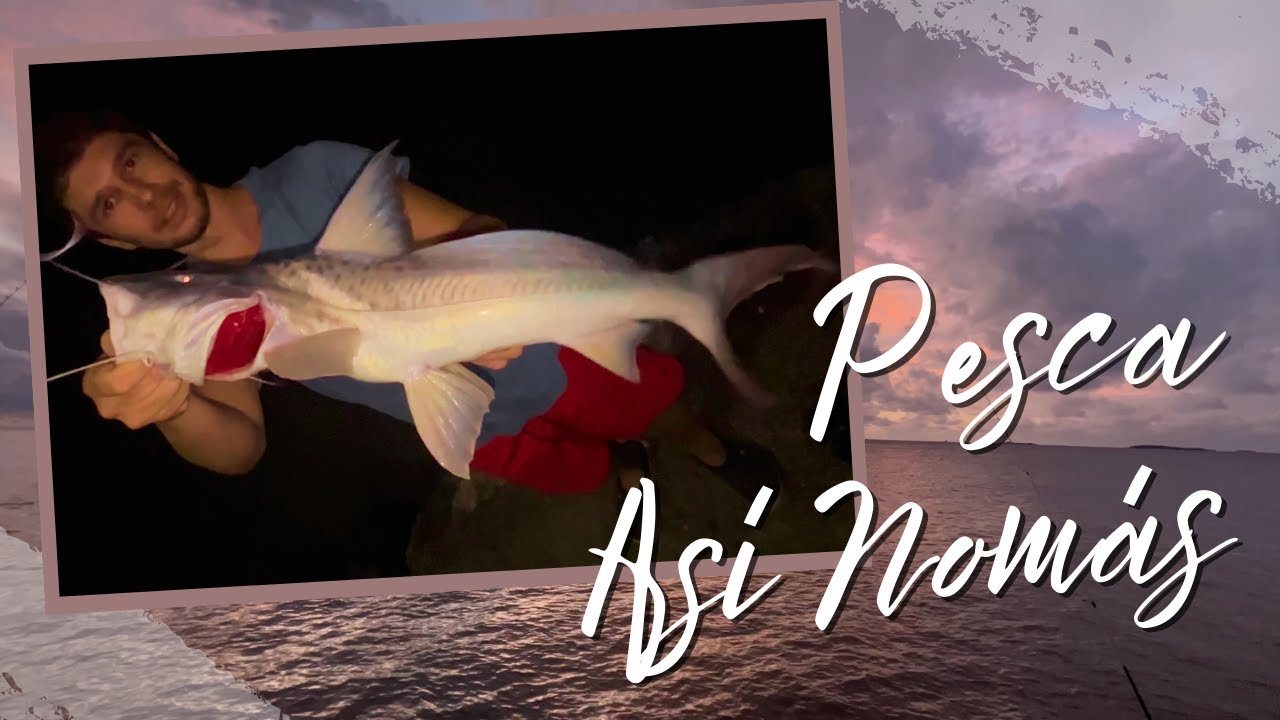 PESCA de hermoso PATÍ🎣SÁBALO pescado con SÁBALO😯la primera vez que ...