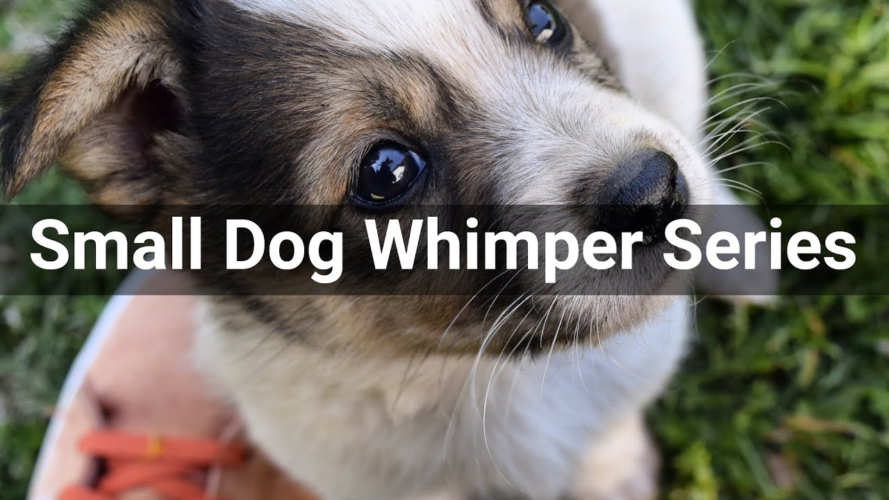 Small Dog Whimper Series • Animals • Sounds Effects (No Copyright ...