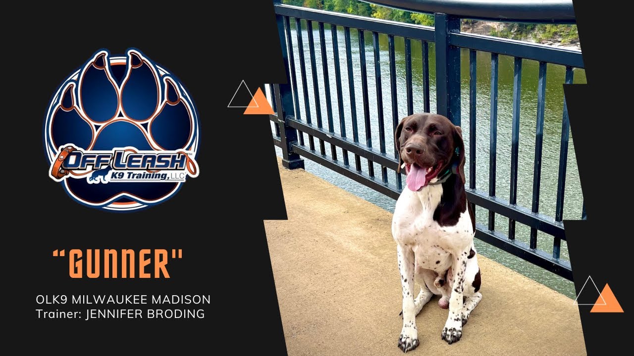2Y/O German Short Haired Pointer “Gunner”/Jumping to Gentleman/ Madison ...