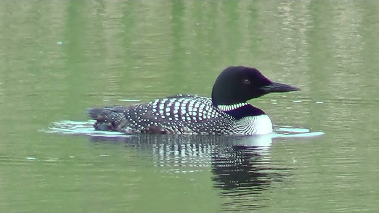 Common Loon - YouTube