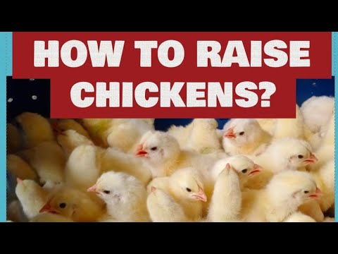 HOW TO RAISE CHICKENS? CHICKS MANAGEMENT SECRET - YouTube