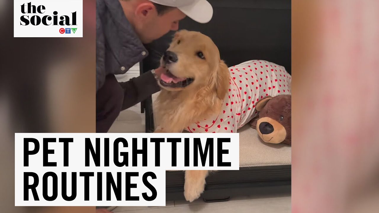 Should Dogs Have a Nighttime Routine?! | The Social - YouTube