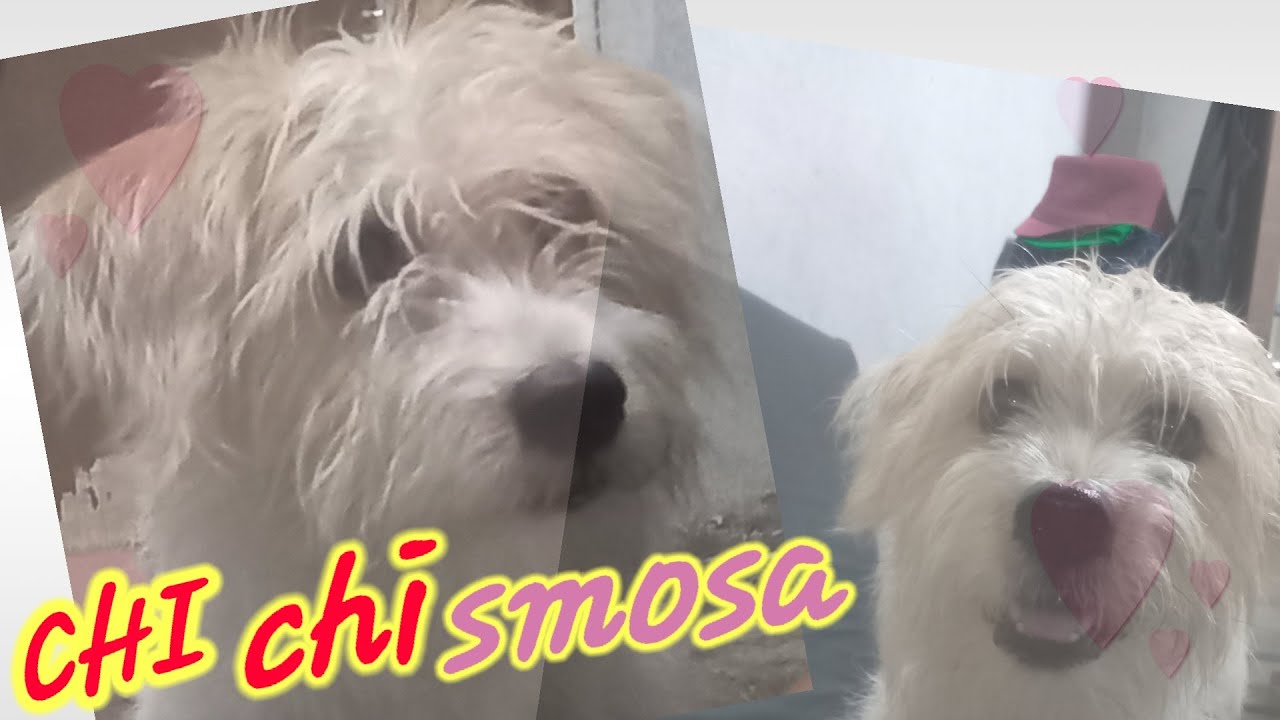 My chi chismosang doggie - YouTube