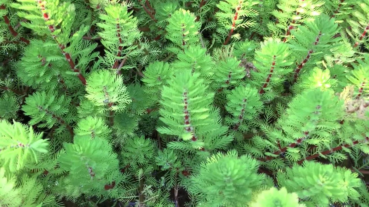 Red stemmed Parrot Feather Pond Plant - YouTube