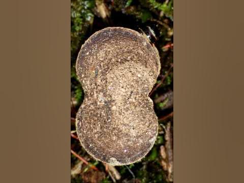 Муравьи до сих пор не раскололи её - YouTube