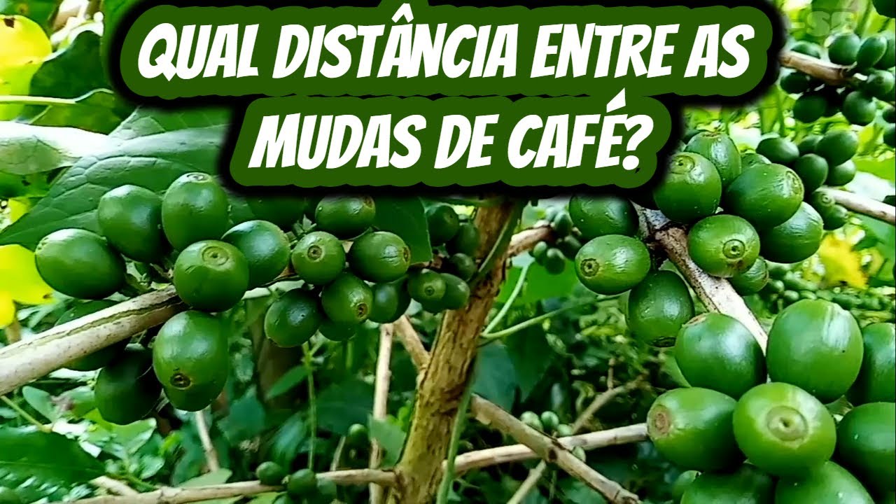 Qual espaçamento para plantar o pé de café? Qual a distância entre as ...