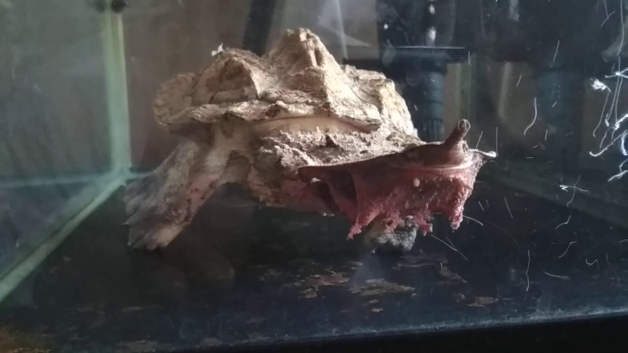 Smile to kill....mata-mata turtle - YouTube