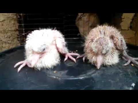 Khumry K 8 Din K Bachy || Beautiful Chicks || خمرے کے پیارے سے بچے۔۔ ما ...