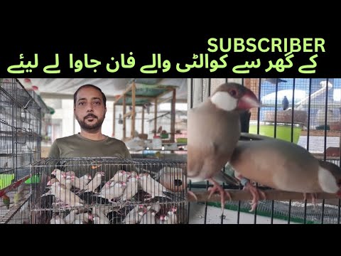 Subscriber ke Ghar se quality wale Fawn Java Le Liye| Fawn Java breeding Setup|| Asif Birds Farm ...