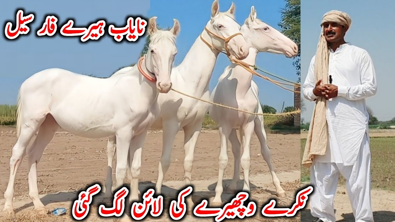 White Nukra Horse Baby For Sale | Nukre Wachare | Horse For Sale In ...