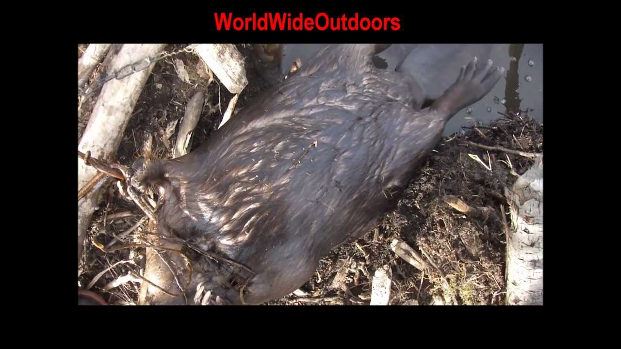 Spring Beaver Trapping - YouTube