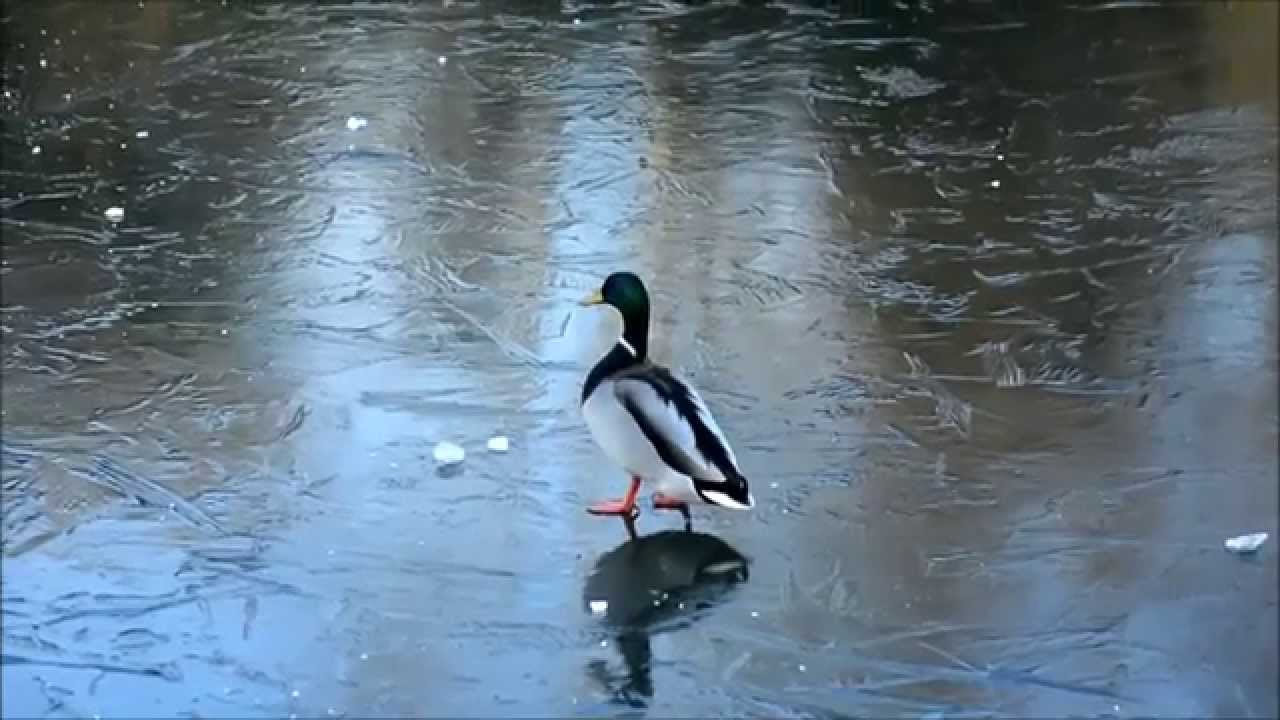 Ice skating birds - YouTube